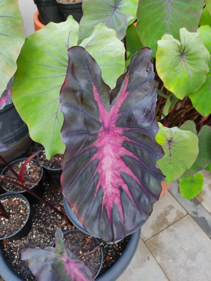 Colocasia Redemption, Furniture & Home Living, Gardening, Plants ...
