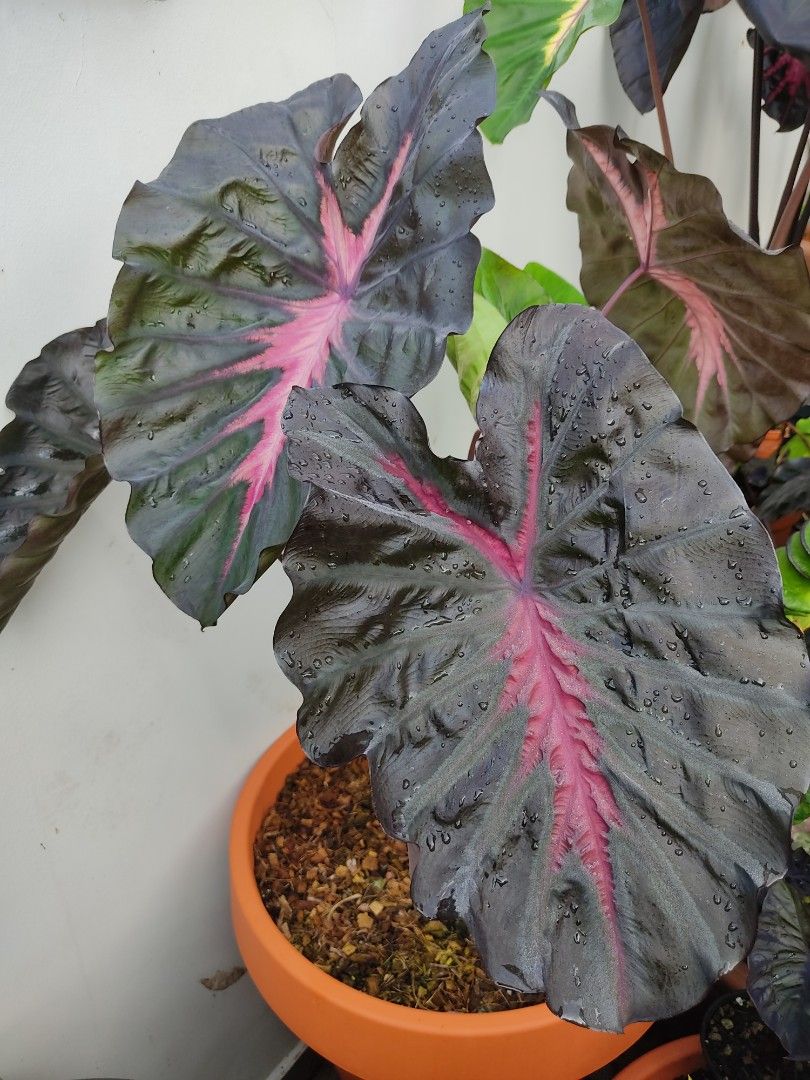Colocasia Redemption, Furniture & Home Living, Gardening, Plants ...