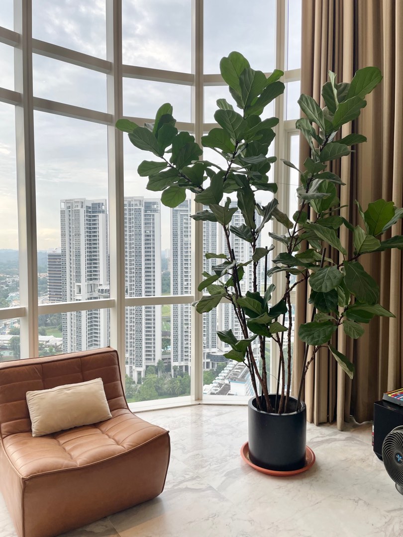 Large Ficus Lyrata Tree (over 3m tall), Furniture & Home Living ...