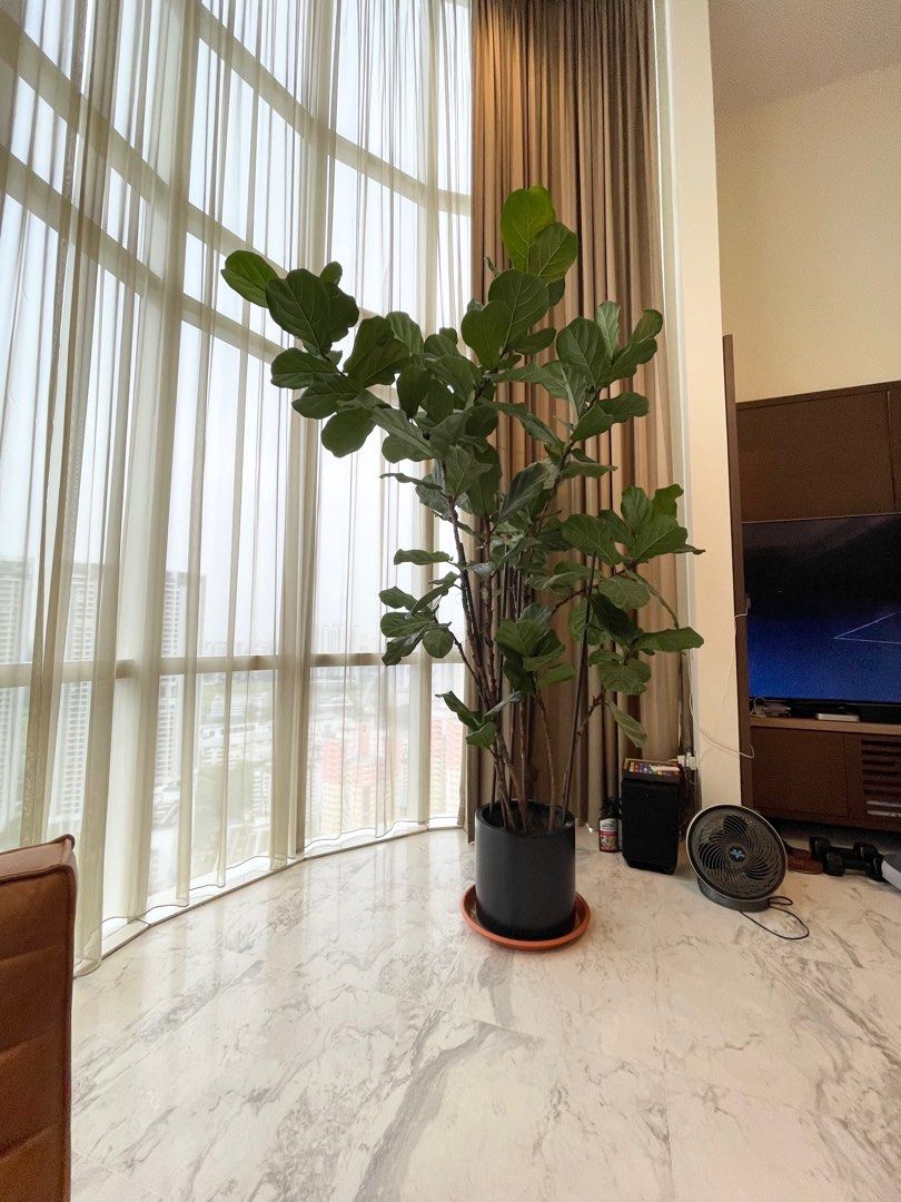 Large Ficus Lyrata Tree (over 3m tall), Furniture & Home Living ...