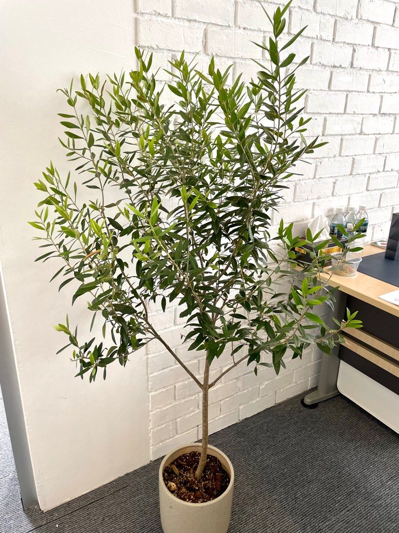 Living Olive Tree, Furniture & Home Living, Gardening, Plants & Seeds ...