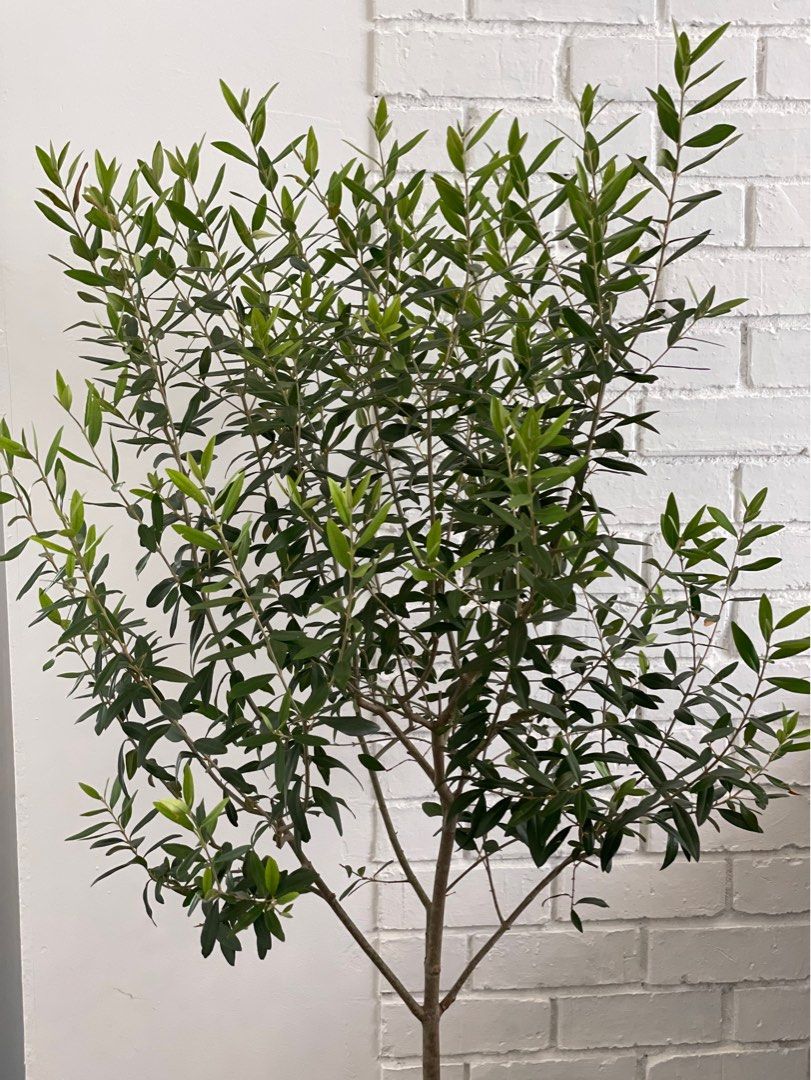 Living Olive Tree, Furniture & Home Living, Gardening, Plants & Seeds ...