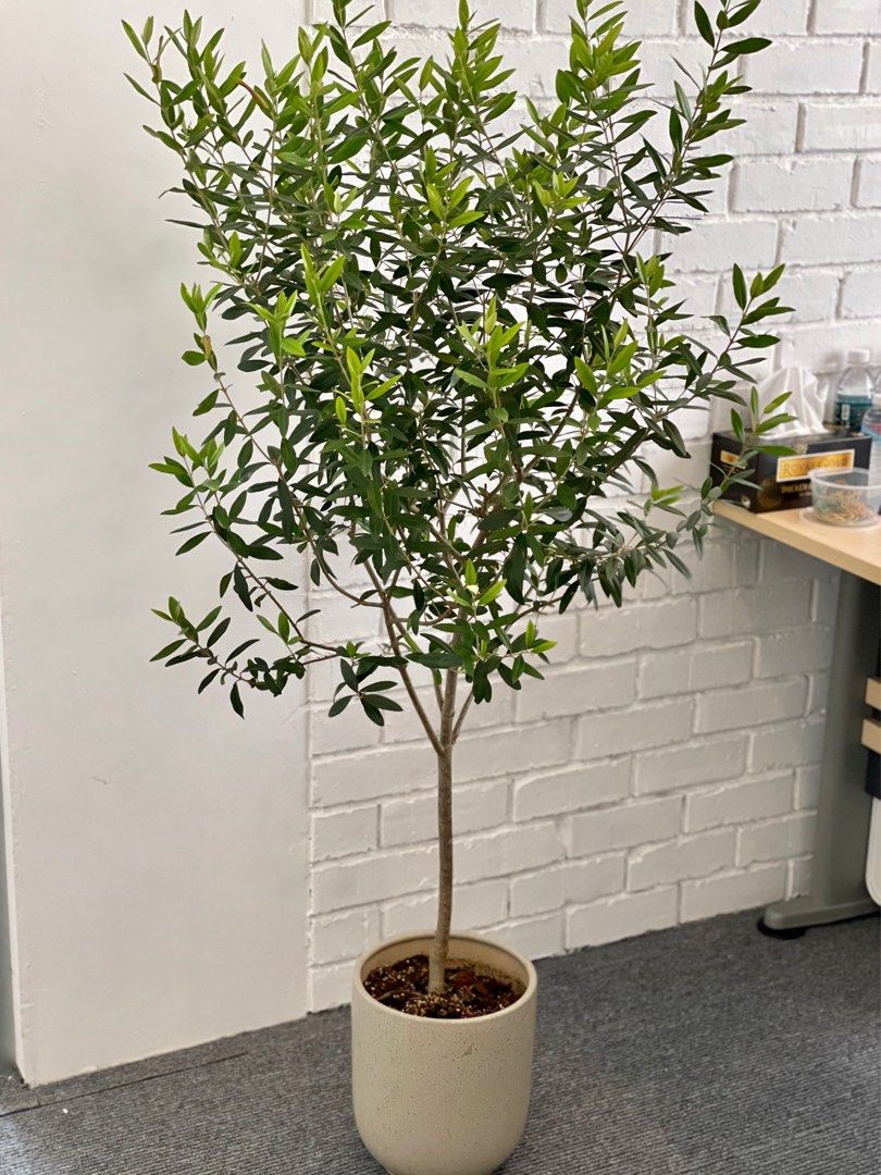 Living Olive Tree, Furniture & Home Living, Gardening, Plants & Seeds ...