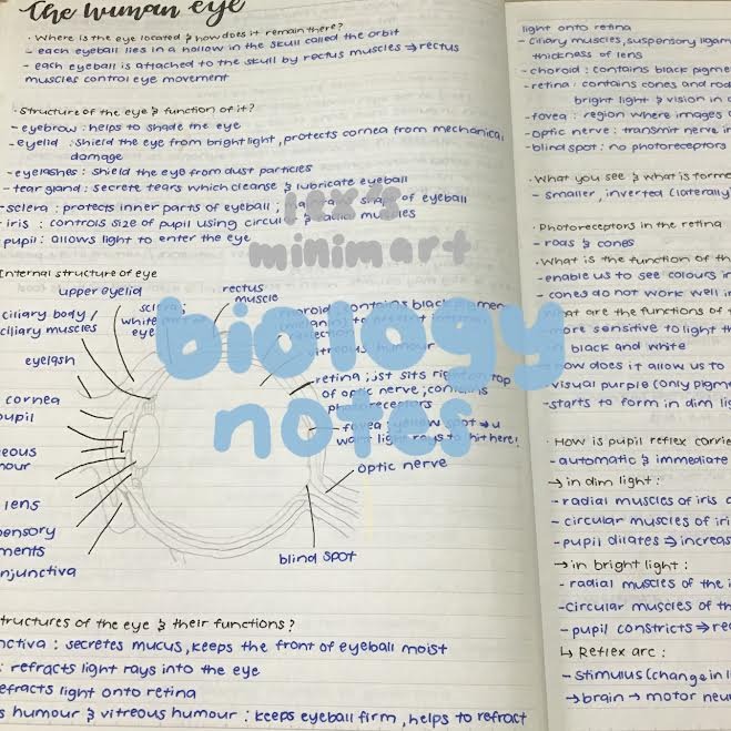 O level aesthetic biology notes (GCSE), Hobbies & Toys, Books ...