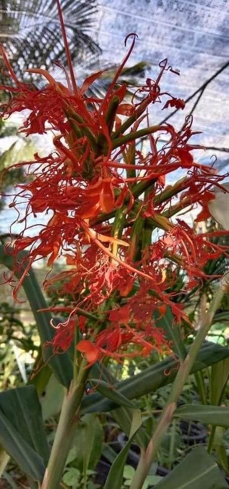 Pokok bunga gandasuli merah, Furniture & Home Living, Gardening, Plants ...