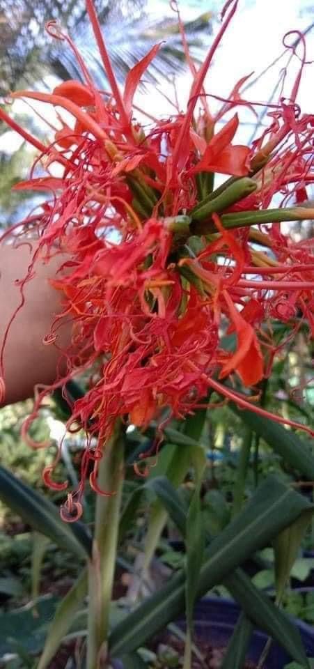 Pokok bunga gandasuli merah, Furniture & Home Living, Gardening, Plants ...