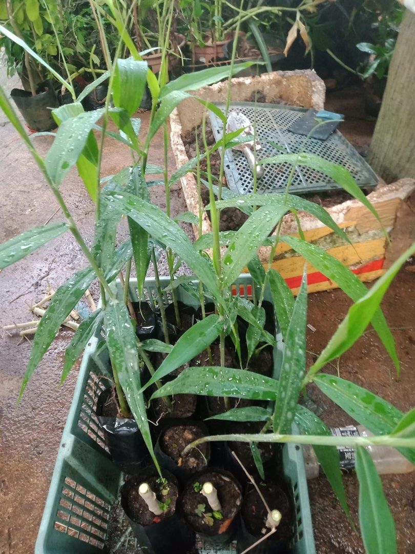 Pokok bunga gandasuli merah, Furniture & Home Living, Gardening, Plants ...