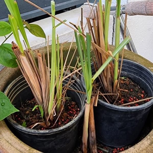 pokok serai, Furniture & Home Living, Gardening, Plants & Seeds on ...