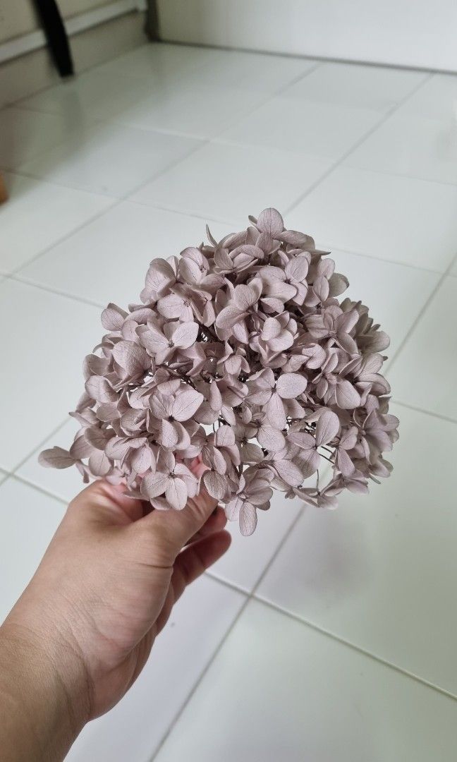 Preserved Hydrangeas (Light Grey), Hobbies & Toys, Stationery & Craft ...