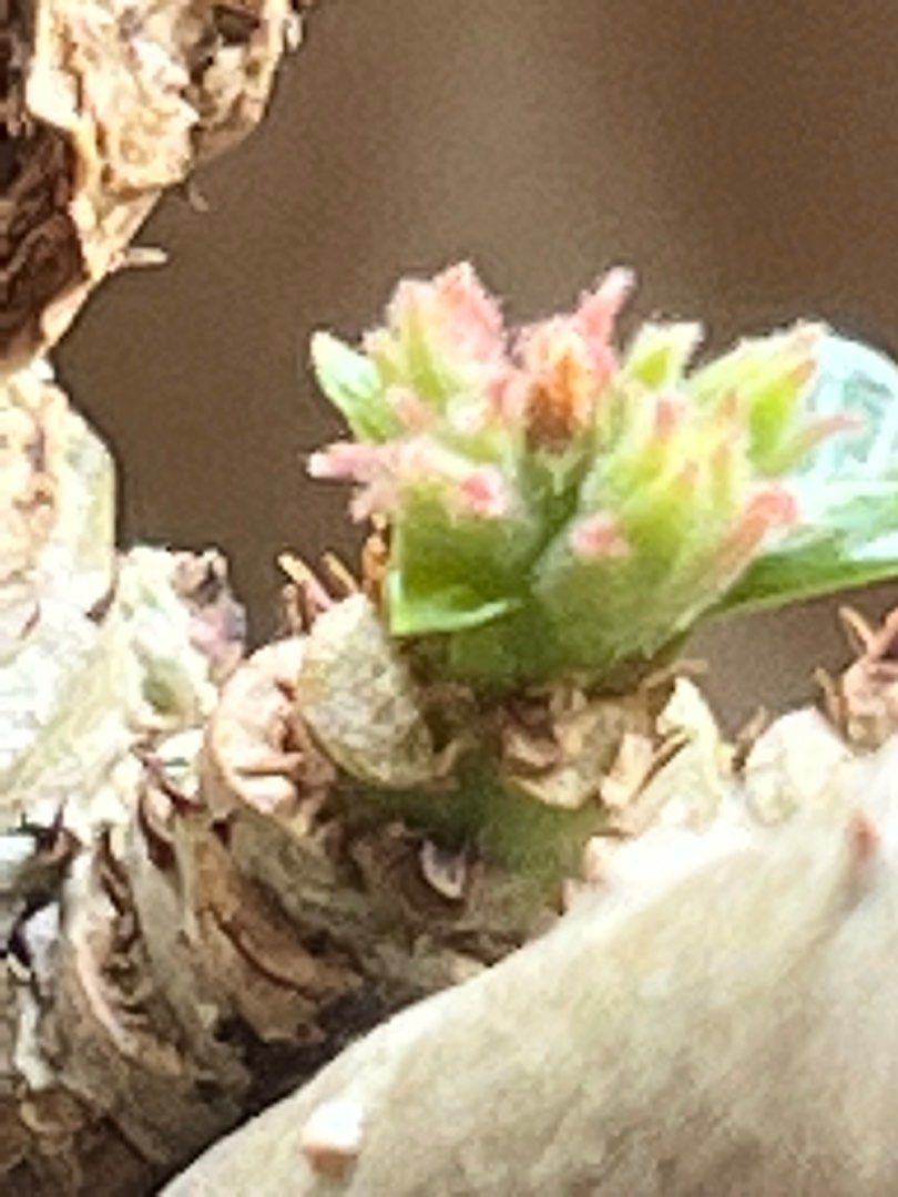 Rare Octopus Adenium plant DHA with mini flower buds, Furniture & Home ...