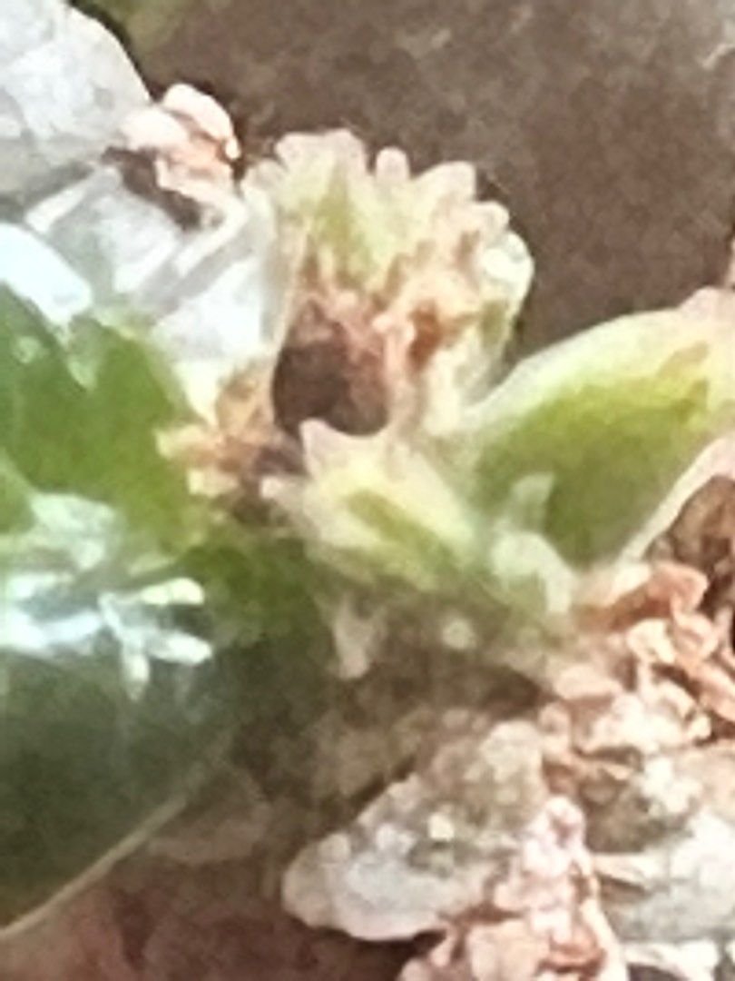 Rare Octopus Adenium plant DHA with mini flower buds, Furniture & Home ...