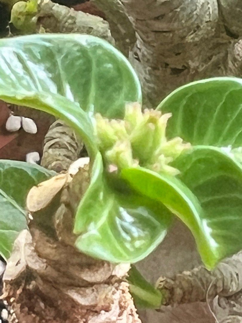 Rare Octopus Adenium plant DHA with mini flower buds, Furniture & Home ...