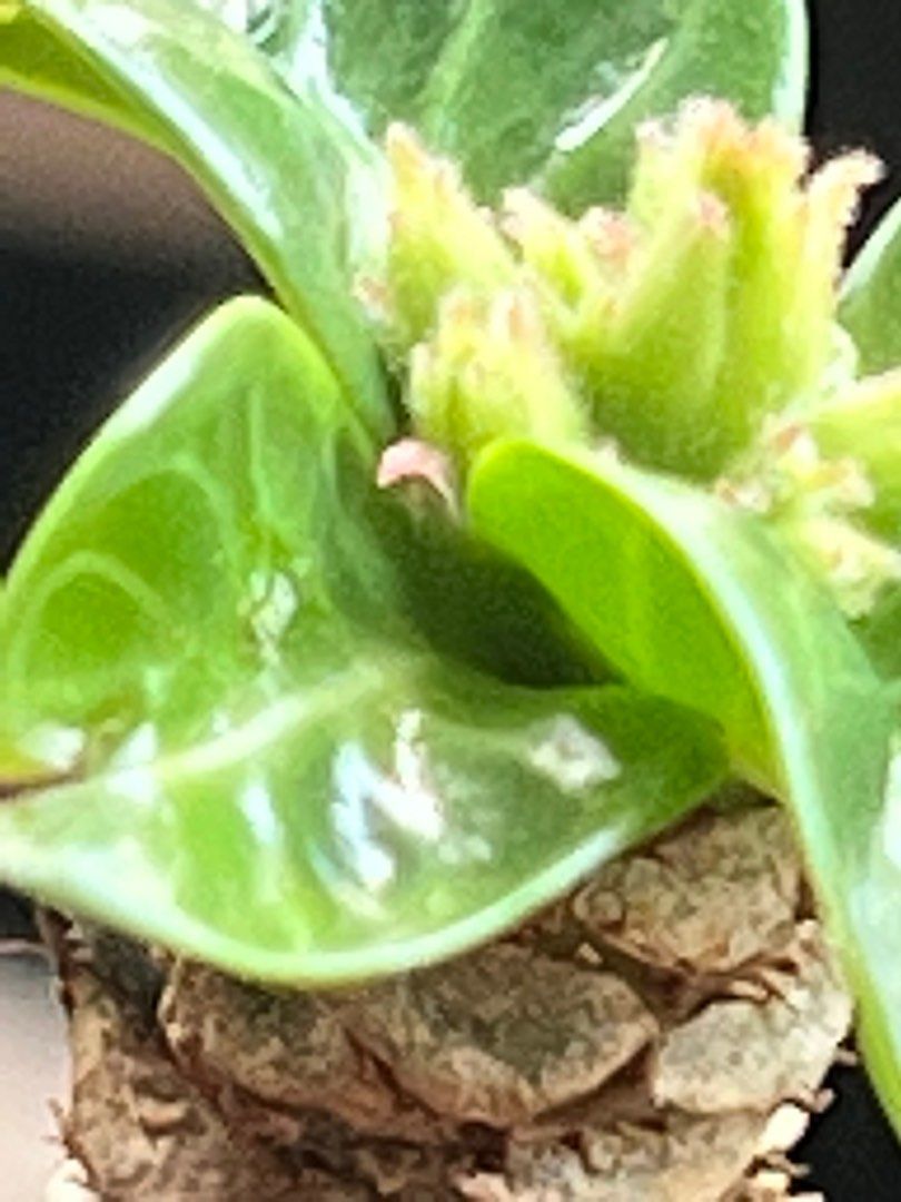 Rare Octopus Adenium plant DHA with mini flower buds, Furniture & Home ...