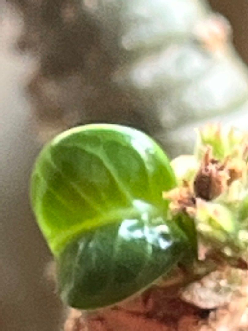 Rare Octopus Adenium plant DHA with mini flower buds, Furniture & Home ...