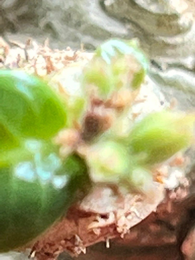 Rare Octopus Adenium plant DHA with mini flower buds, Furniture & Home ...