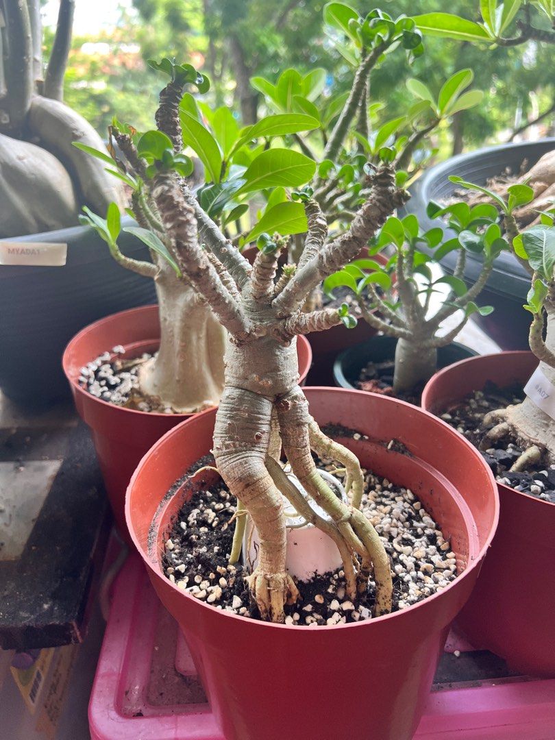 Rare Octopus Adenium plant DHA with mini flower buds, Furniture & Home ...