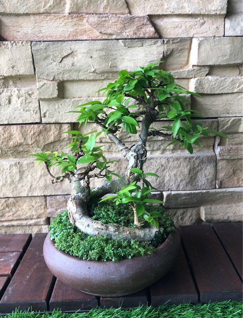 Shui mei / Wrightia Regliosa/ Water Jasmine bonsai, Furniture & Home ...