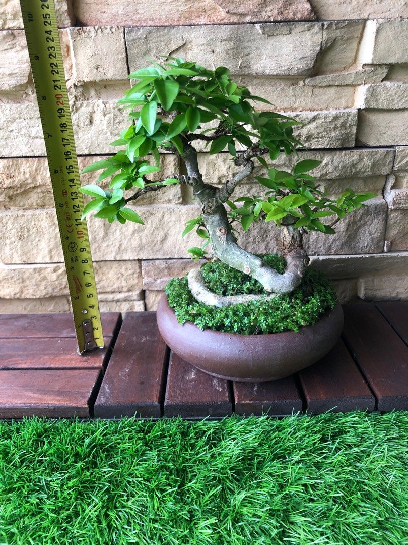 Shui mei / Wrightia Regliosa/ Water Jasmine bonsai, Furniture & Home ...