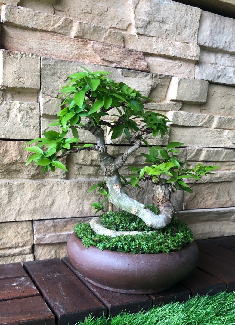 Shui mei / Wrightia Regliosa/ Water Jasmine bonsai, Furniture & Home ...