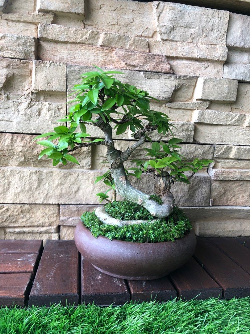 Shui mei / Wrightia Regliosa/ Water Jasmine bonsai, Furniture & Home ...