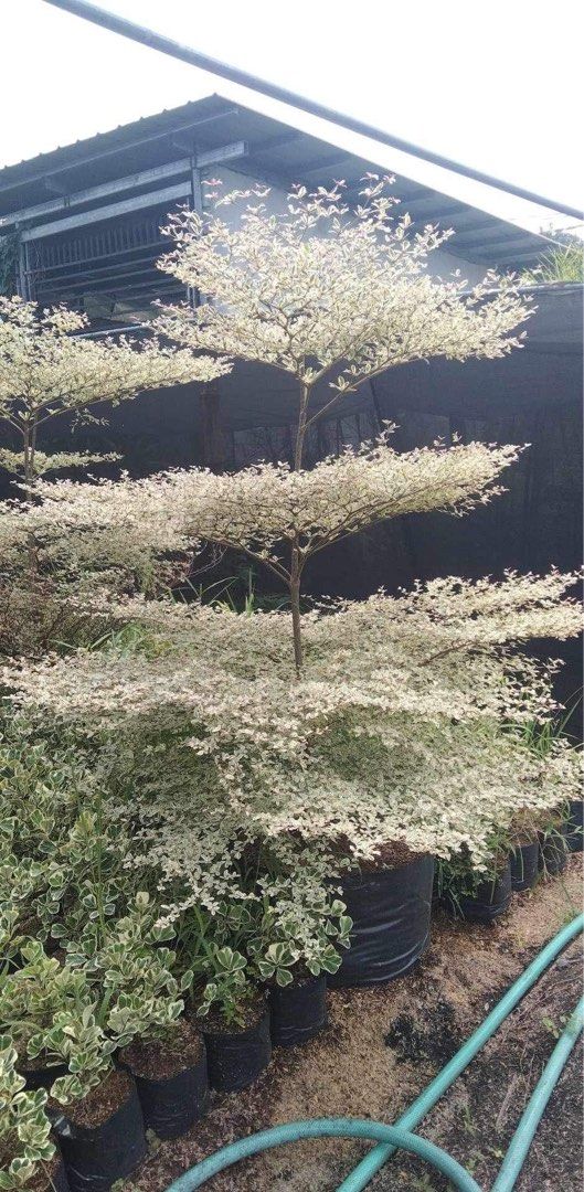 Variegated African Talisay, Furniture & Home Living, Gardening, Plants ...