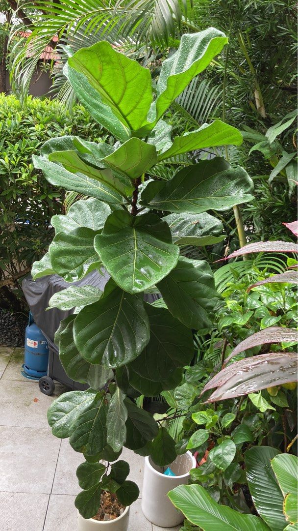 Healthy very tall Ficus Lyrata - fiddle leaf fig +2m with pot ...