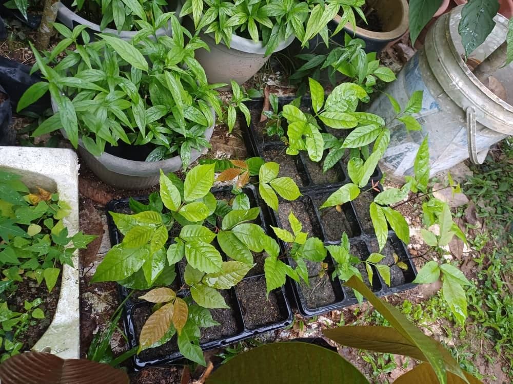 Pokok, Furniture & Home Living, Gardening, Plants & Seeds on Carousell