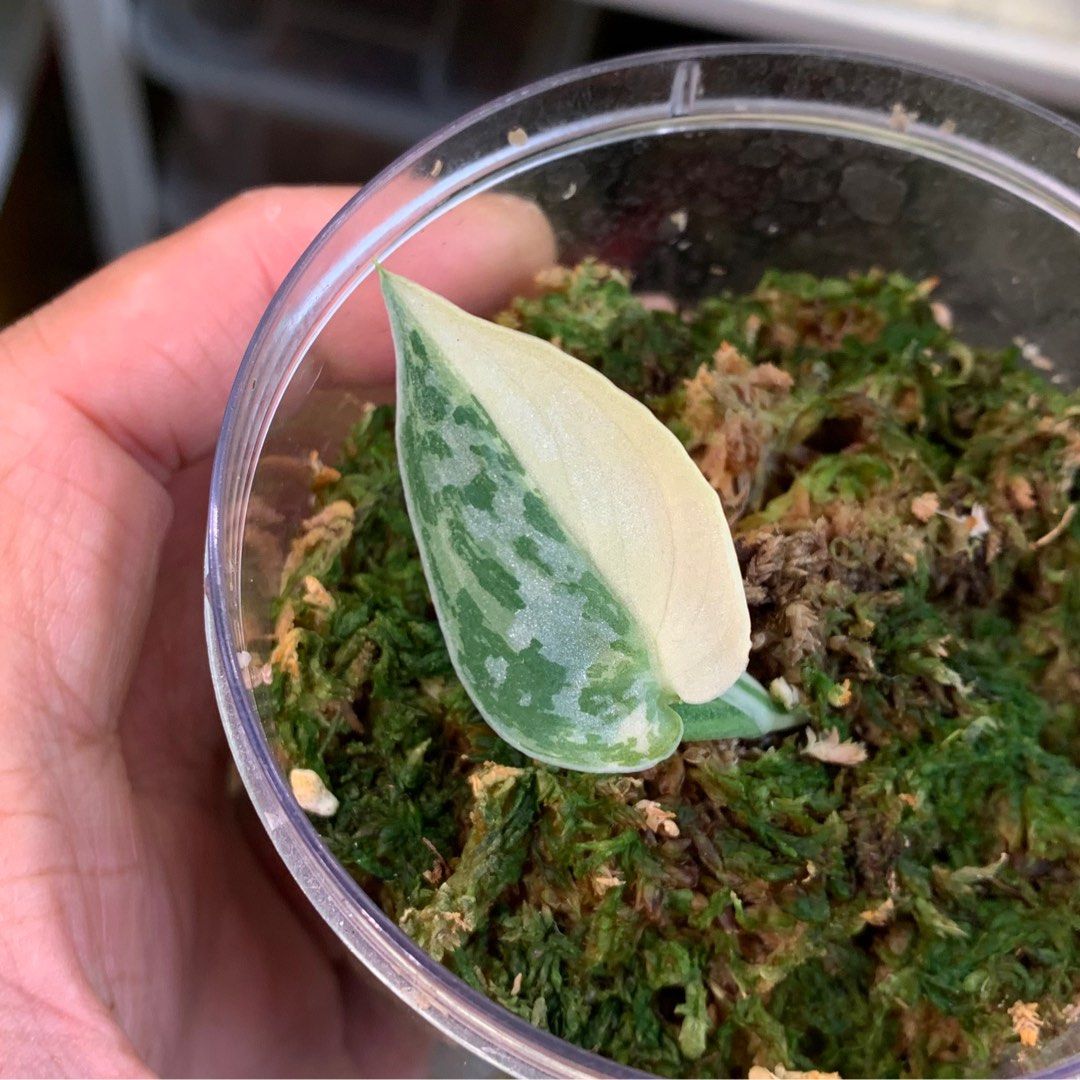 Scindapsus Mayari (Contactless delivery at $12) (Self-collect at your ...