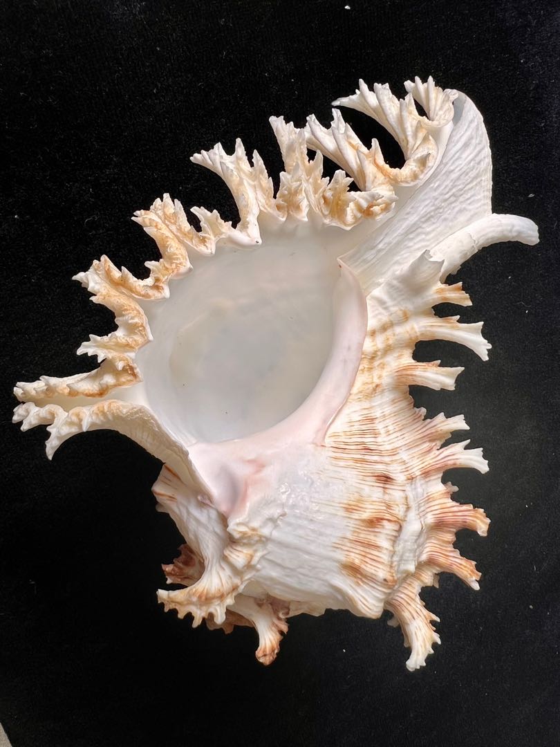 Sea Shells, Hobbies & Toys, Memorabilia & Collectibles, Vintage ...