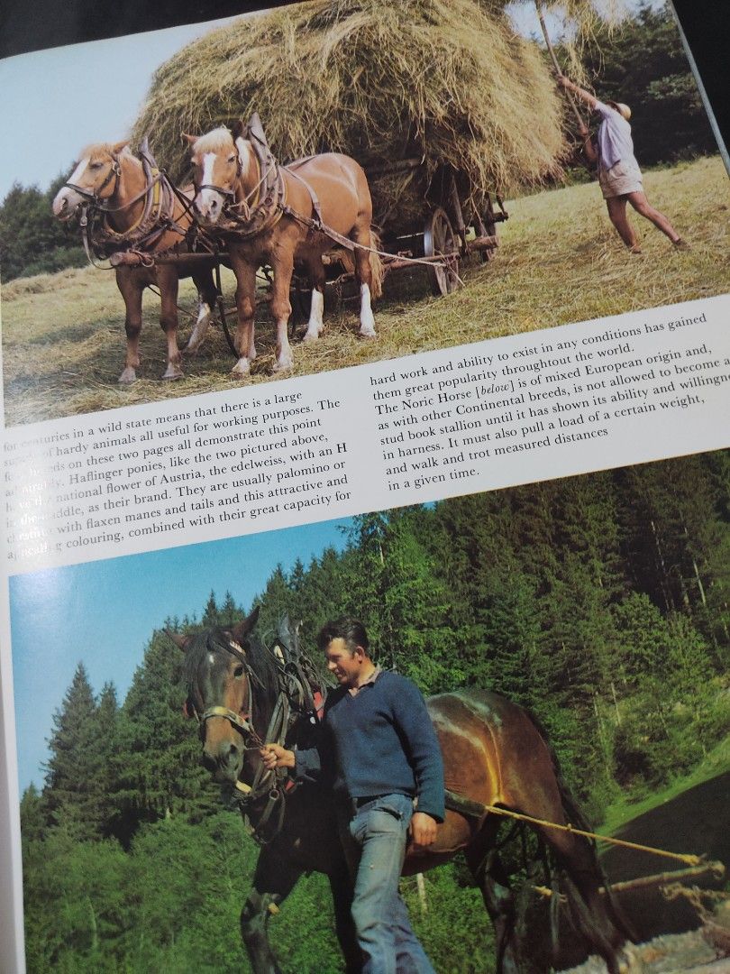 The Love of Horses by Anne Alcock (Hardbound), Hobbies & Toys, Books ...