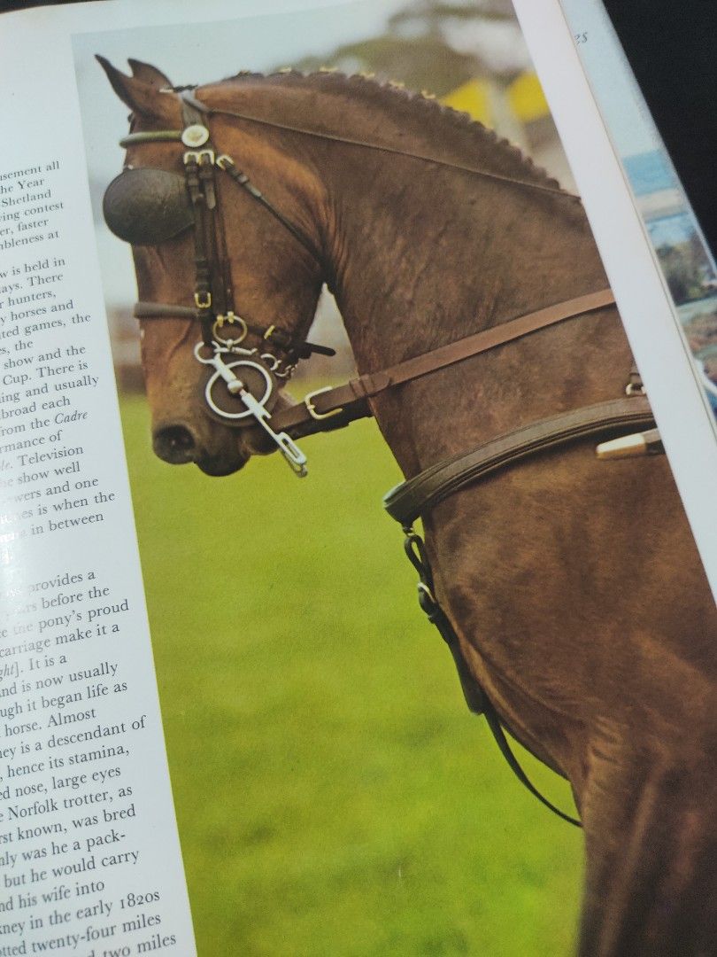 The Love of Horses by Anne Alcock (Hardbound), Hobbies & Toys, Books ...