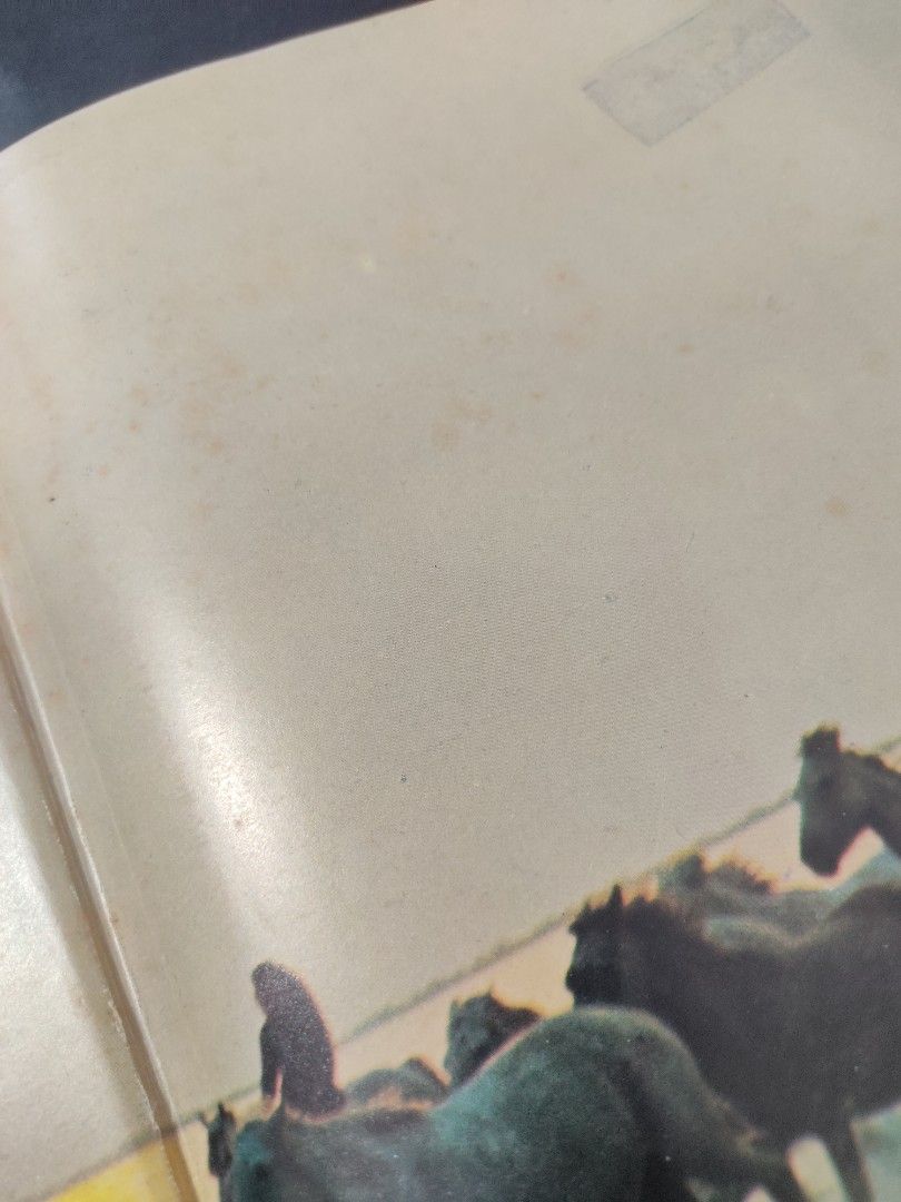 The Love of Horses by Anne Alcock (Hardbound), Hobbies & Toys, Books ...