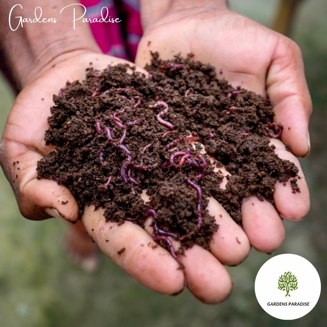Worm Castings Compost Vermicompost Soil 5 Litres (Approx. 4kg ...