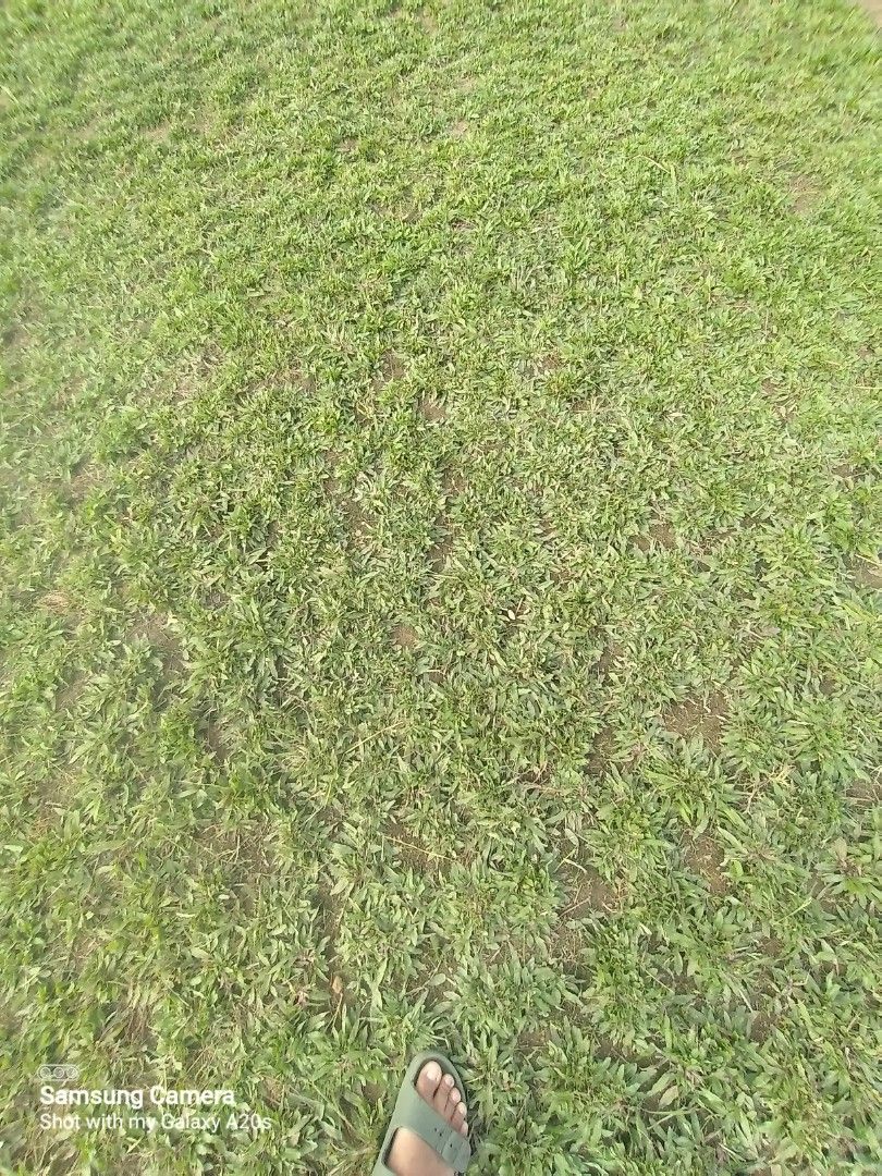 Carabao grass,frog grass,blue grass,zoysia, Furniture & Home Living ...