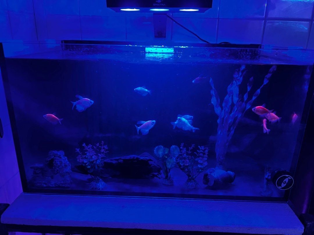 Fish tank 2 FT NuVo Neon Tetra tank, Pet Supplies, Homes & Other Pet Accessories on Carousell