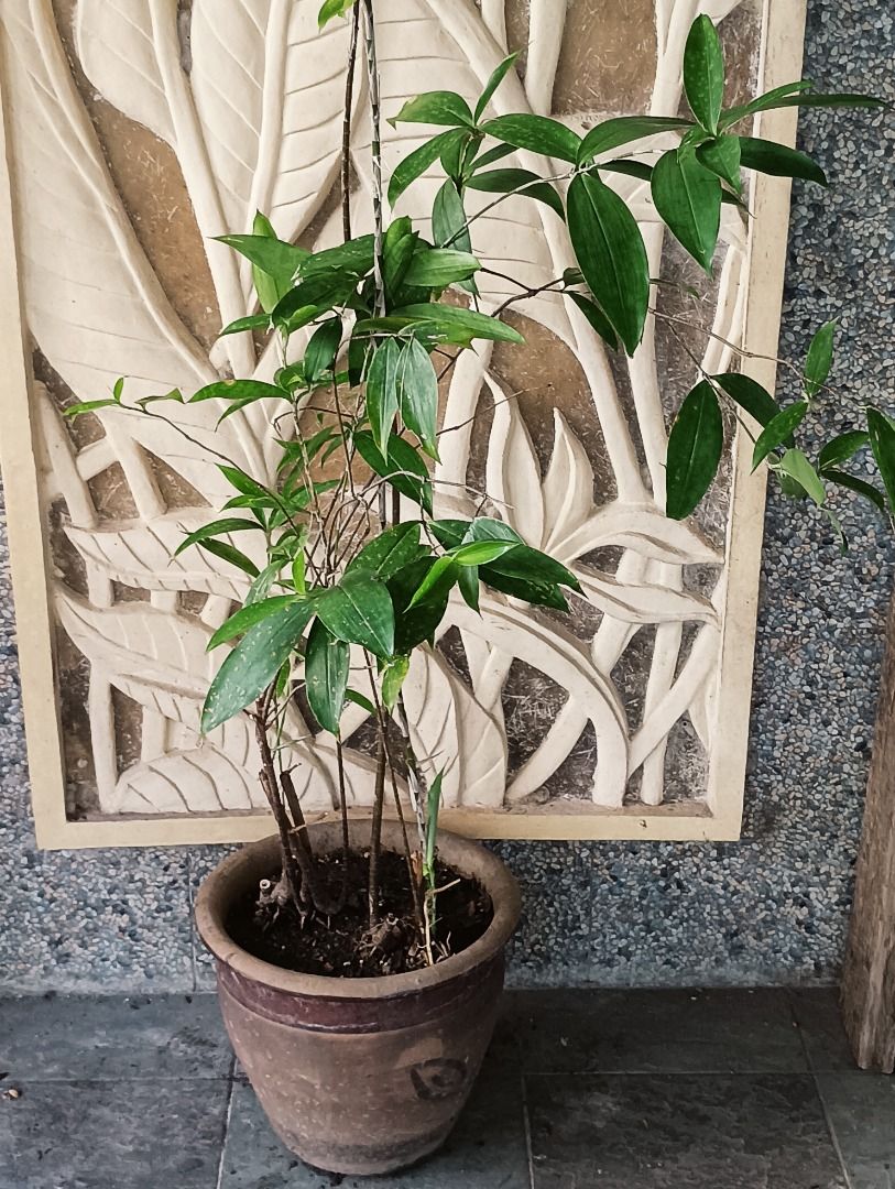 Japanese Bamboo / Pokok Buluh Jepun Dalam Pasu / Potted Dracaena ...