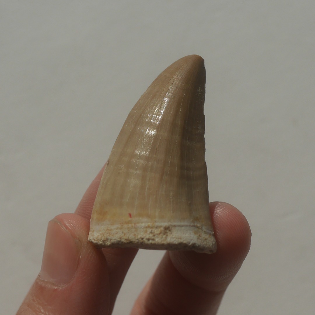 Mosasaurus tooth fossil from age of dinosaurs, Hobbies & Toys ...