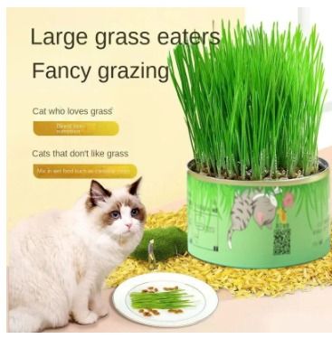 Natural Cat Grass Planting Kit DIY Soil-less Fast Growing Cat Wheat ...