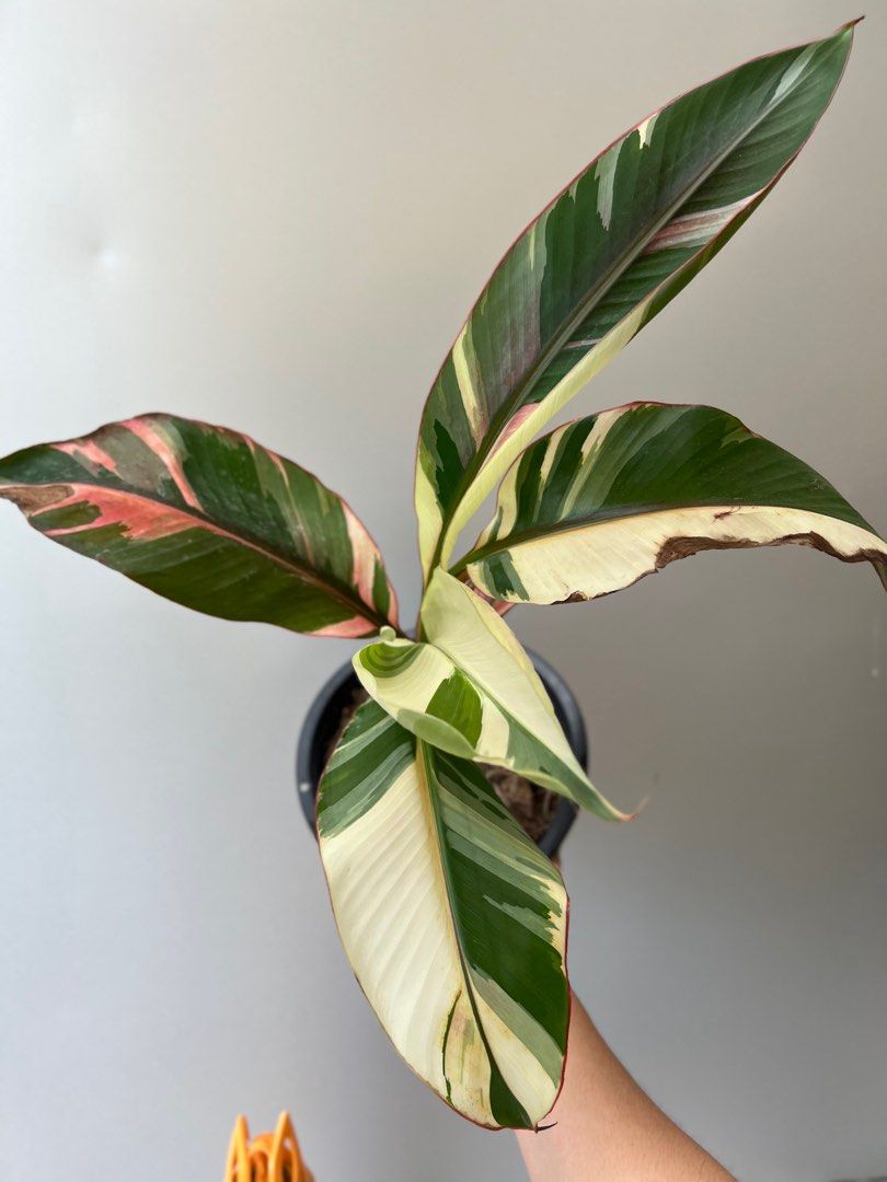 Nono Banana pink variegated /Musa Nono, Furniture & Home Living ...