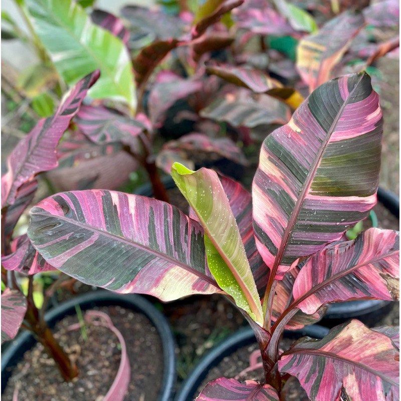 Nono Banana pink variegated /Musa Nono, Furniture & Home Living ...