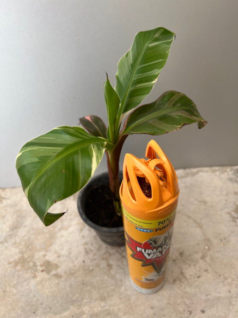 Nono Banana pink variegated /Musa Nono, Furniture & Home Living ...