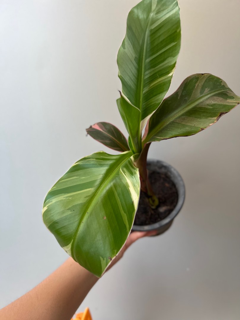 Nono Banana pink variegated /Musa Nono, Furniture & Home Living ...