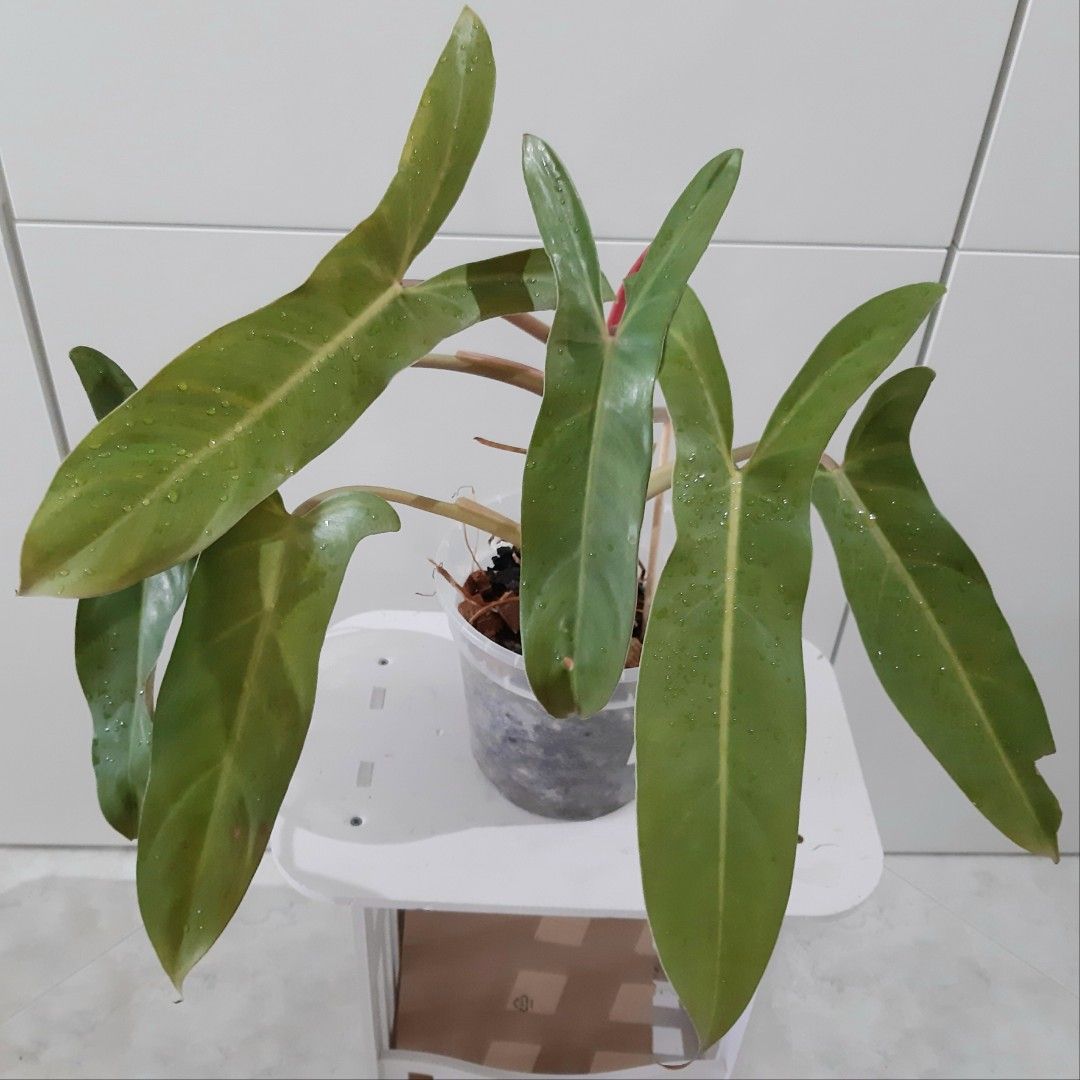 Philodendron Mexicanum, Furniture & Home Living, Gardening, Plants ...