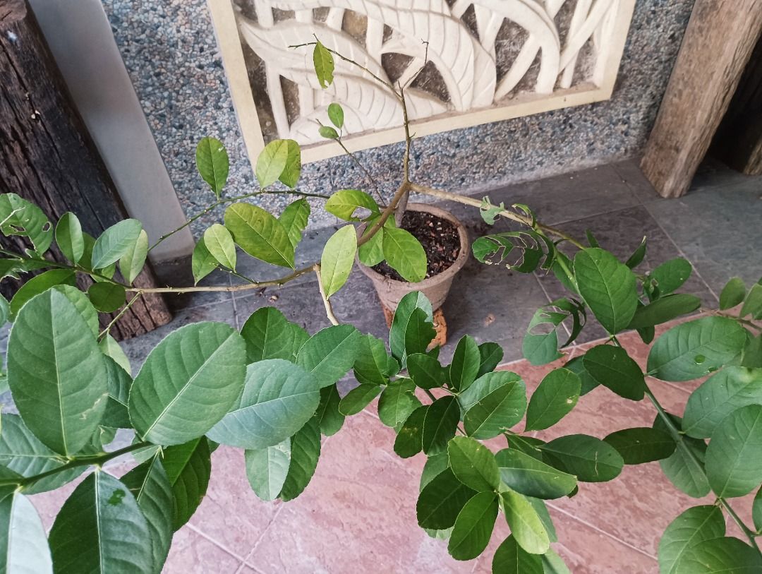 Pokok Australia Limau Dalam Pasu / Organic Australia Lemon Tree with Pot Approx: 3.7ft #al002 ...