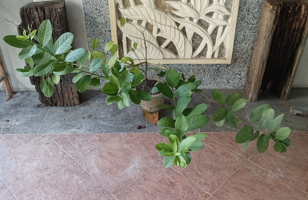Pokok Australia Limau Dalam Pasu / Organic Australia Lemon Tree with Pot Approx: 3.7ft #al002 ...