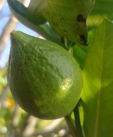 Pokok Organic Australia Limau Dalam Pasu / Potted Organic Australia ...