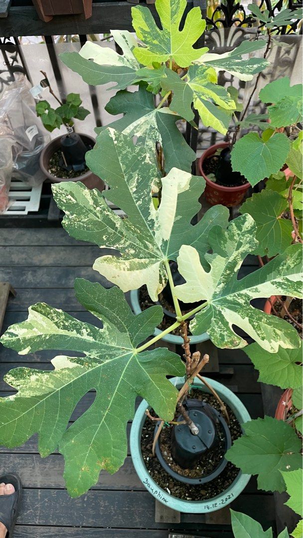 Rare ornamental variegated Jolly Tiger fig tree to break the mono green ...