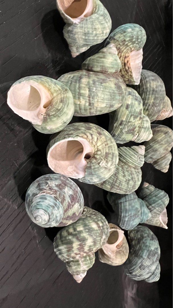 30pc Seashell Green Turban Hermit Shells 3cm-4.5 long, Hobbies & Toys ...