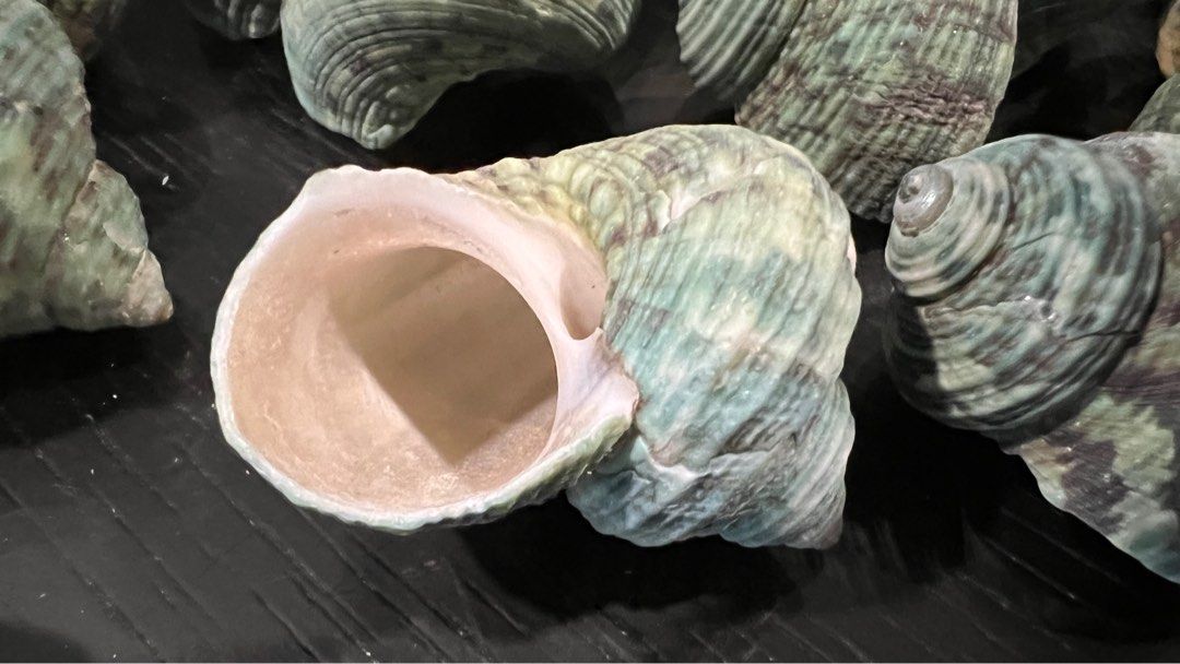 30pc Seashell Green Turban Hermit Shells 3cm-4.5 long, Hobbies & Toys ...