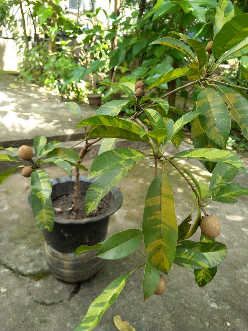 chico grafted variegated, Furniture & Home Living, Gardening, Plants ...
